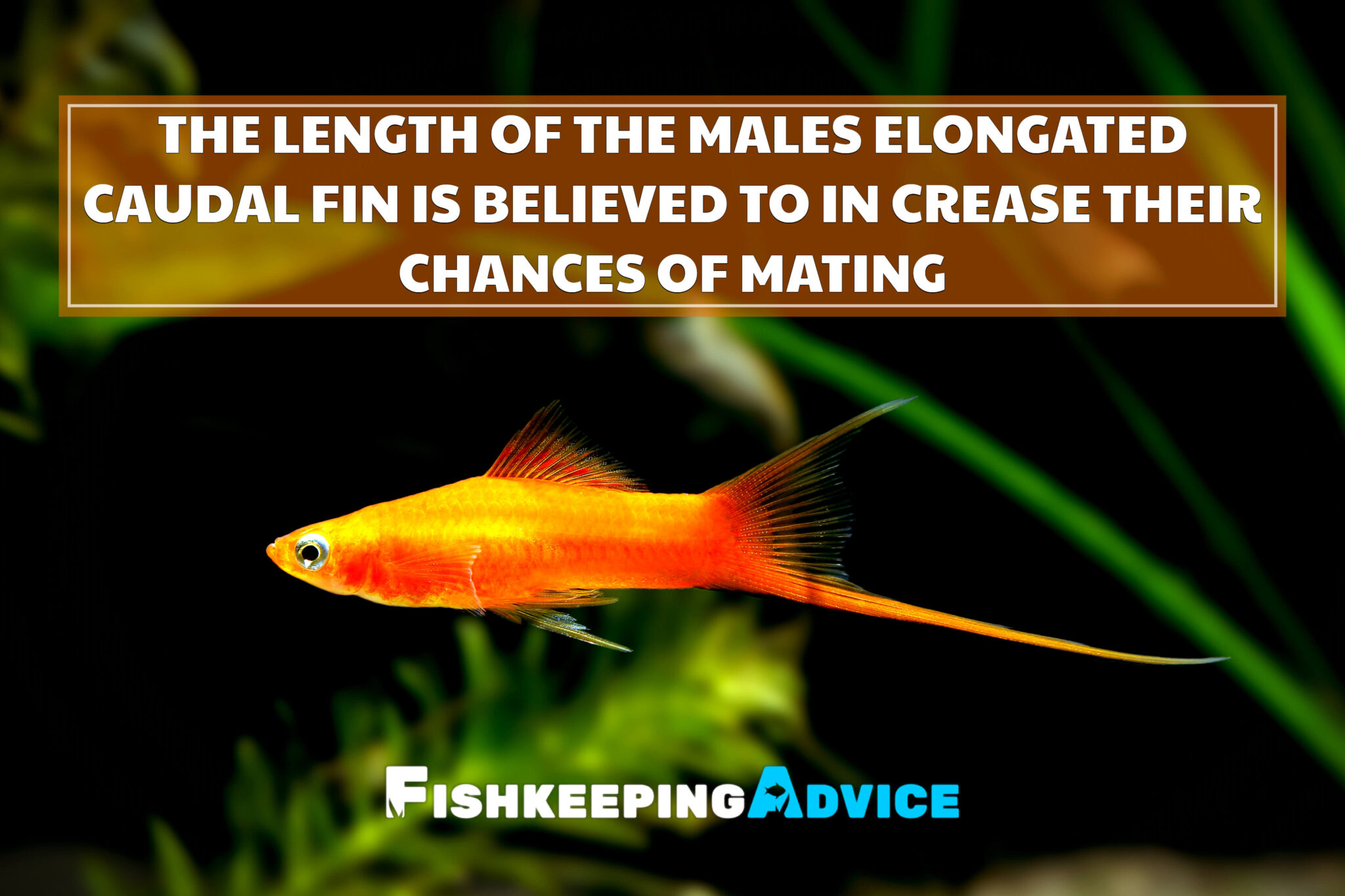 The Only Swordtail Fish Care Guide You Will Need | Fishkeeping Advice