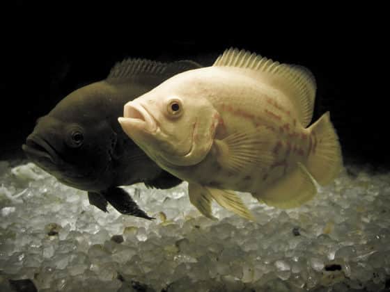 Oscar Fish Care Guide: Tank Setup, Diet, Tank Mates, & More