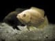 Top 12 Hardy Fish for Kids and Beginners | Fishkeeping Advice