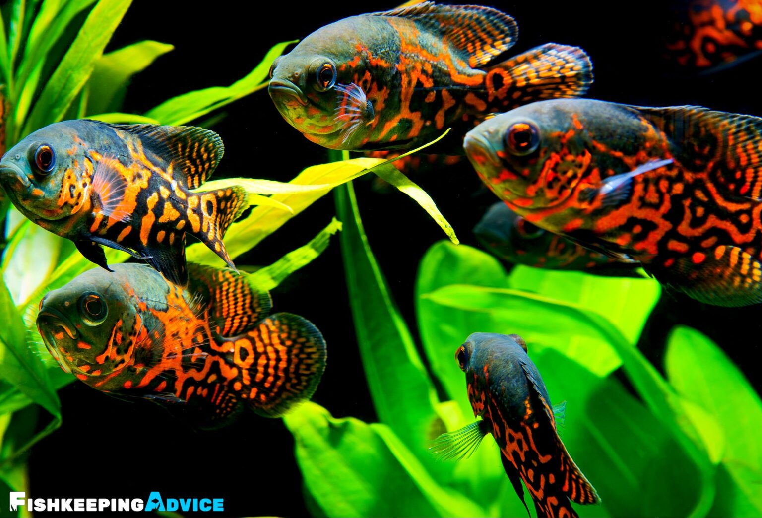 The Ultimate Oscar Fish Care Guide 2021 (Everything You Need To Know)