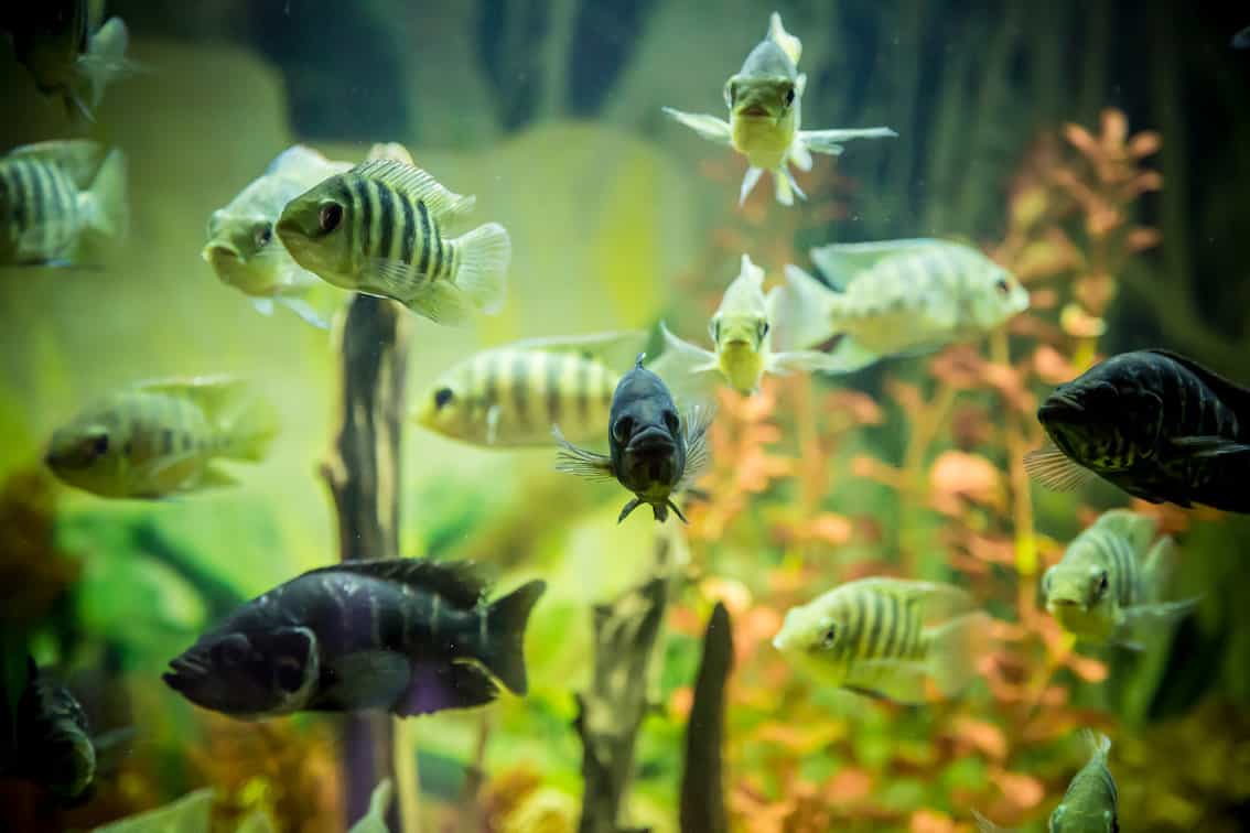 Best Fish Tank Chemicals for a Thriving Aquarium | Fishkeeping Advice