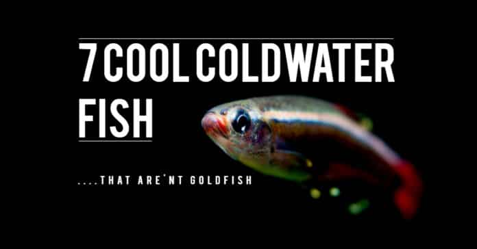 7 Cool Coldwater Fish (That aren't Goldfish!) | Fishkeeping Advice