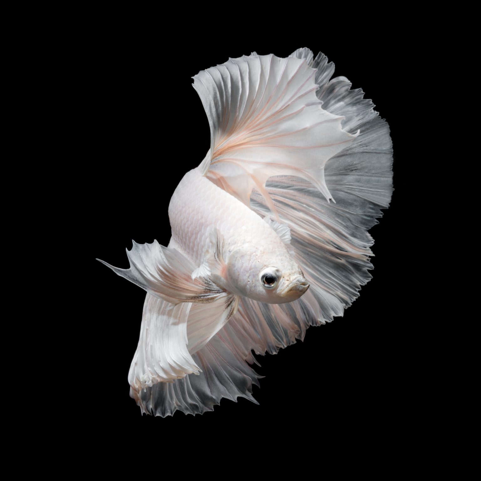 Types Of Betta Fish: Tail Shapes, Colors, and Patterns | Fishkeeping Advice