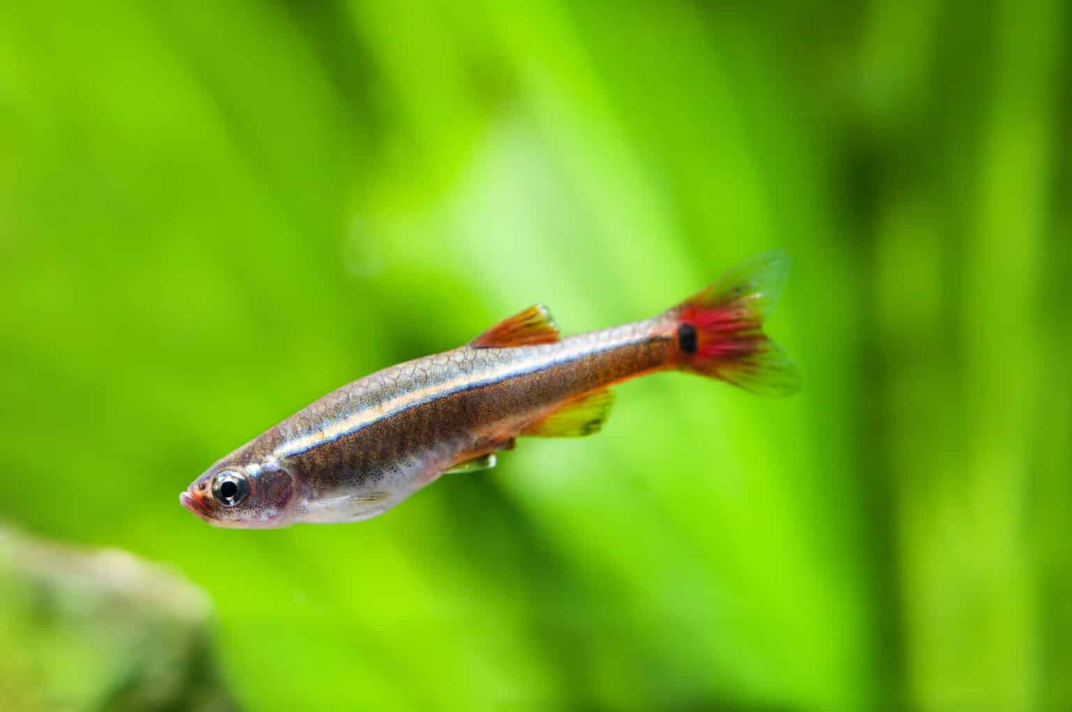 7 Cool Coldwater Fish (That aren't Goldfish!) | Fishkeeping Advice