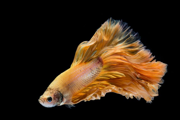 Types Of Betta Fish: Tail Shapes, Colors, and Patterns | Fishkeeping Advice