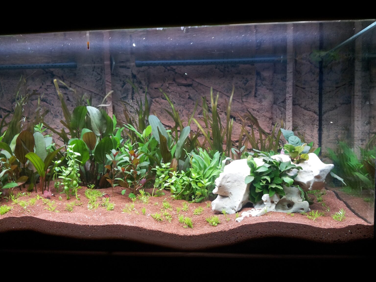 Choosing Aquarium Plants: Real or Fake? | Fishkeeping Advice
