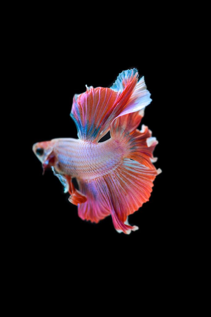 6 Causes of the Betta Fish Vertical Death Hang | Fishkeeping Advice