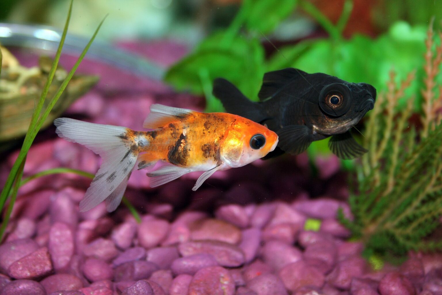 7 Cool Coldwater Fish (That aren't Goldfish!) | Fishkeeping Advice