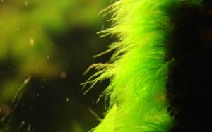 Aquarium Algae 101: Everything You Need To Know | Fishkeeping Advice