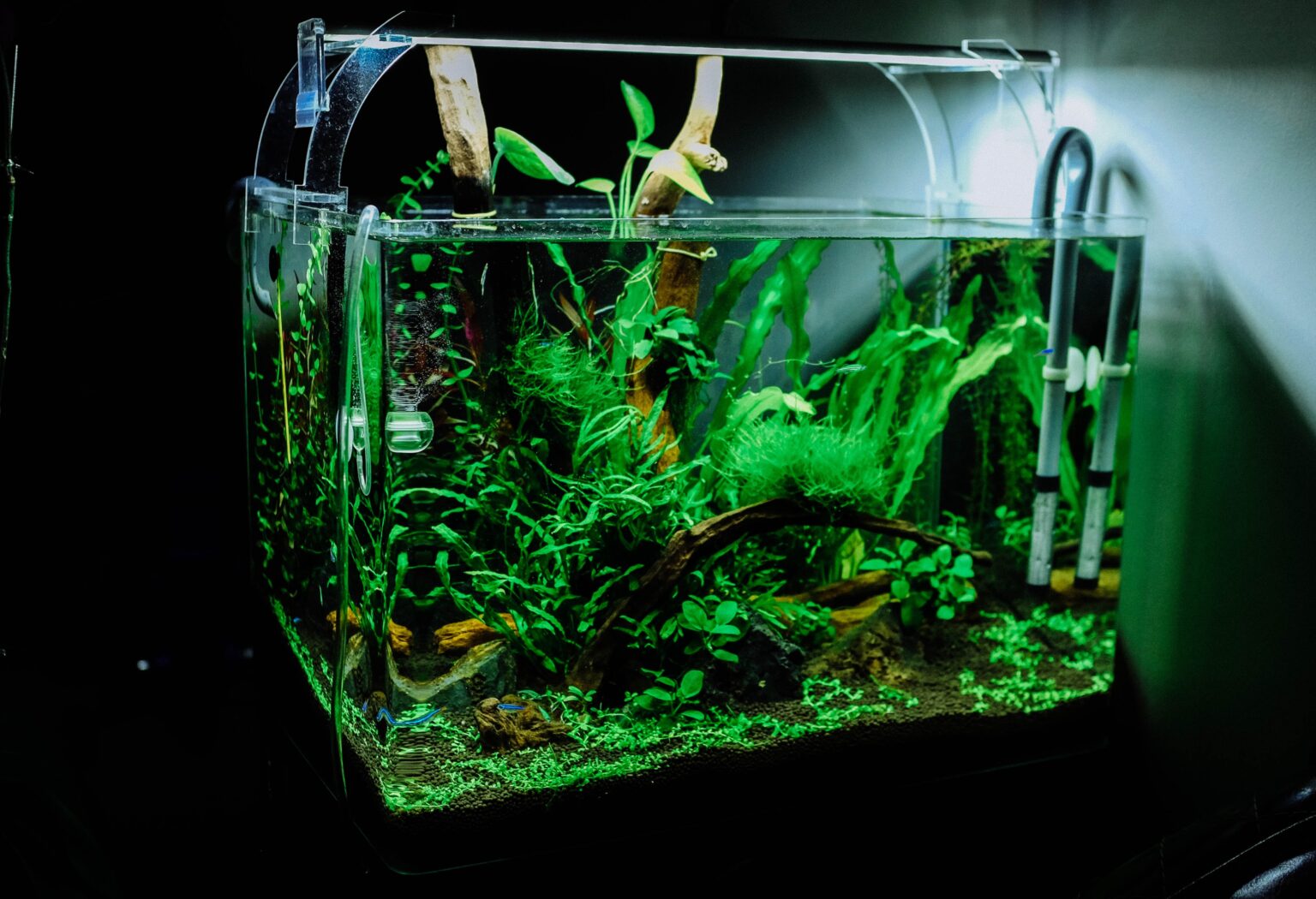 How To Create The Perfect Betta Fish Aquarium: Expert Guide