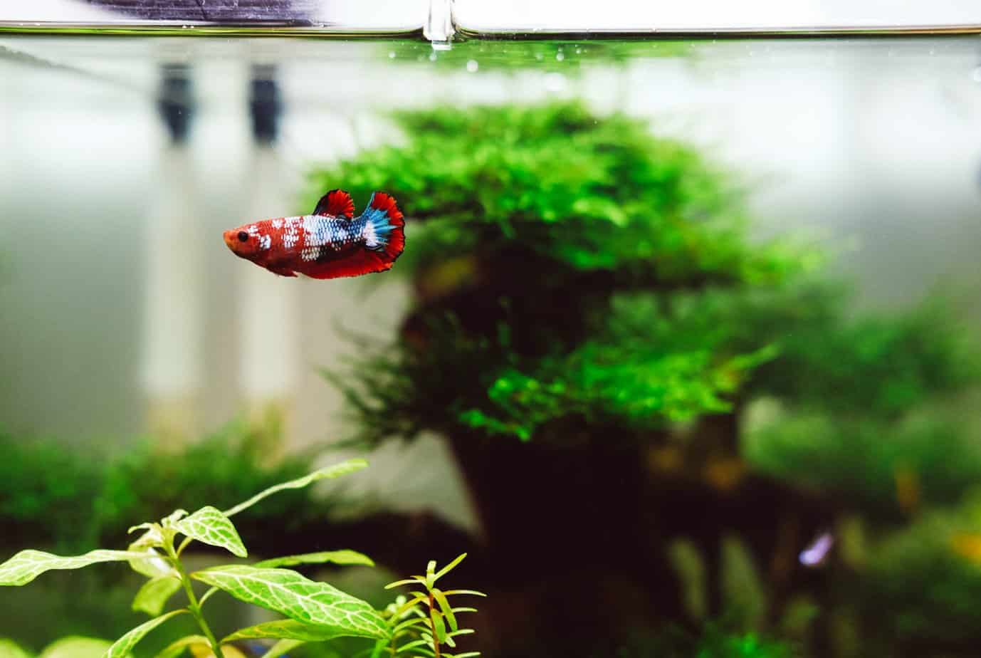 Can Male and Female Betta Fish Live Together? | Fishkeeping Advice