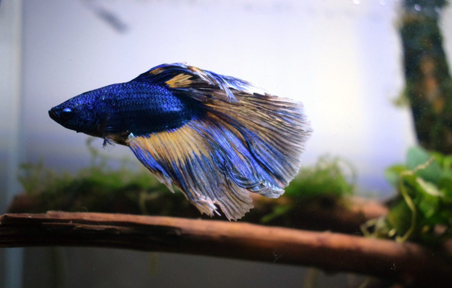 What Is Cotton Wool Disease in Betta Fish? | Fishkeeping Advice