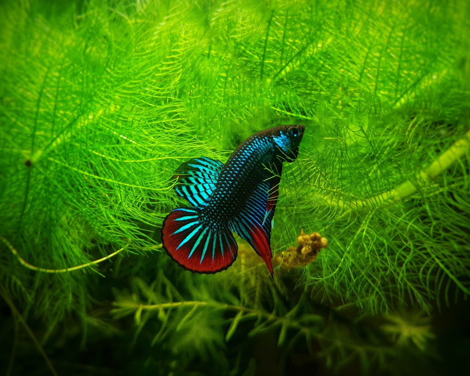 Types Of Betta Fish: Tail Shapes, Colors, and Patterns | Fishkeeping Advice
