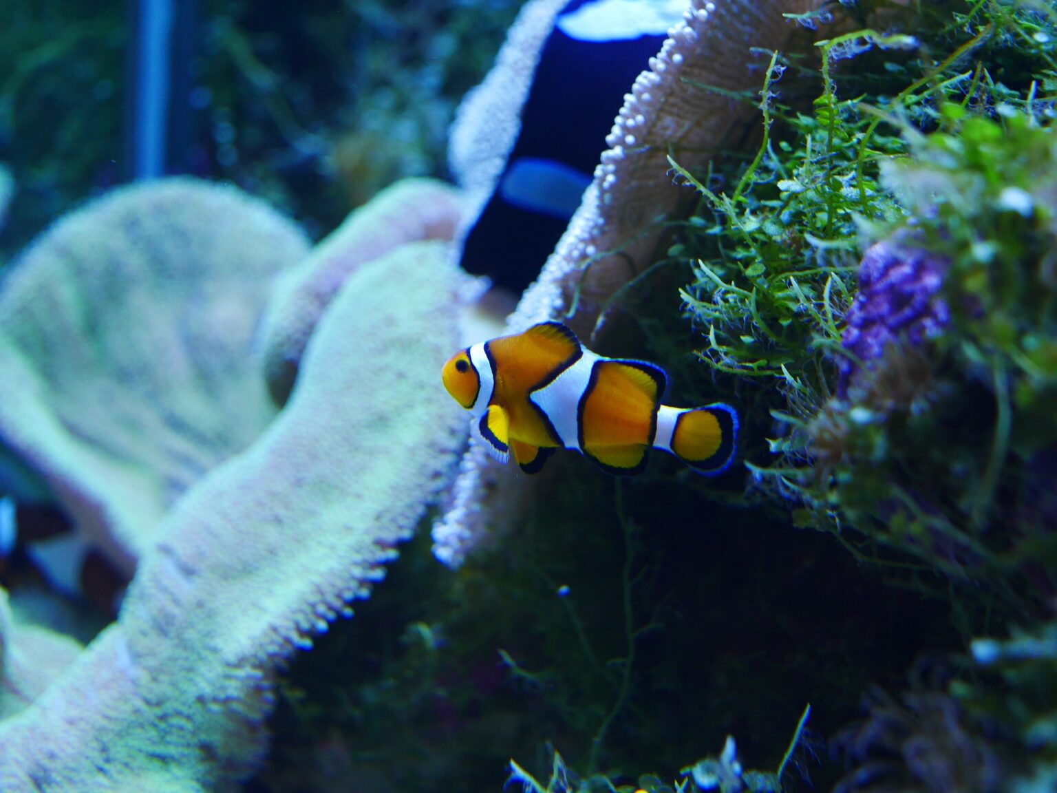 The Frontpage of All Things Aquarium | Fishkeeping Advice
