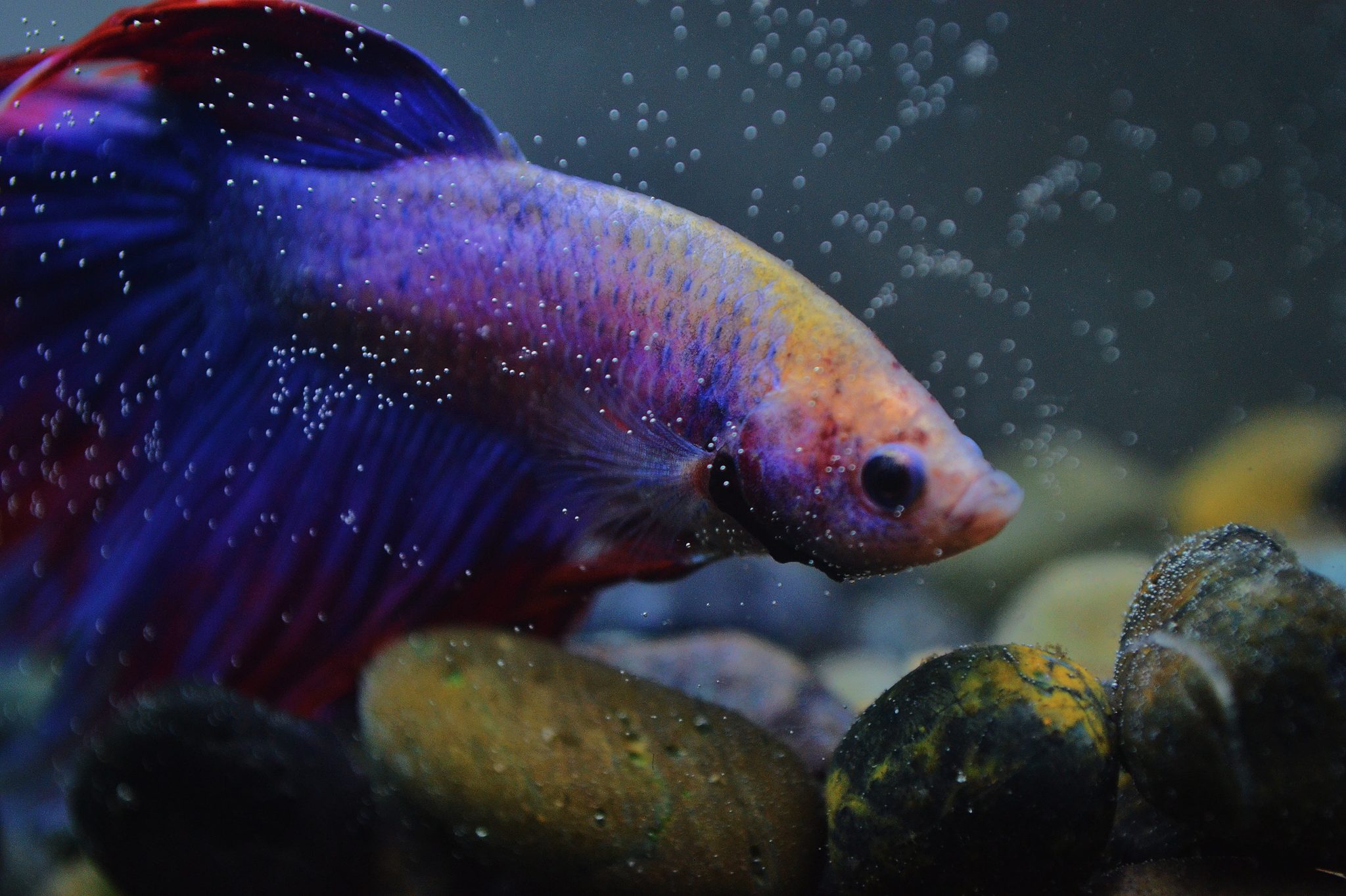 Betta Fish Dropsy Treatment | Fishkeeping Advice