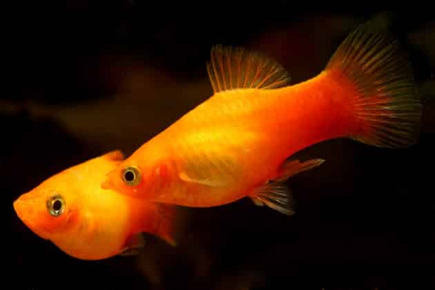 7 Cool Coldwater Fish (That aren't Goldfish!) | Fishkeeping Advice