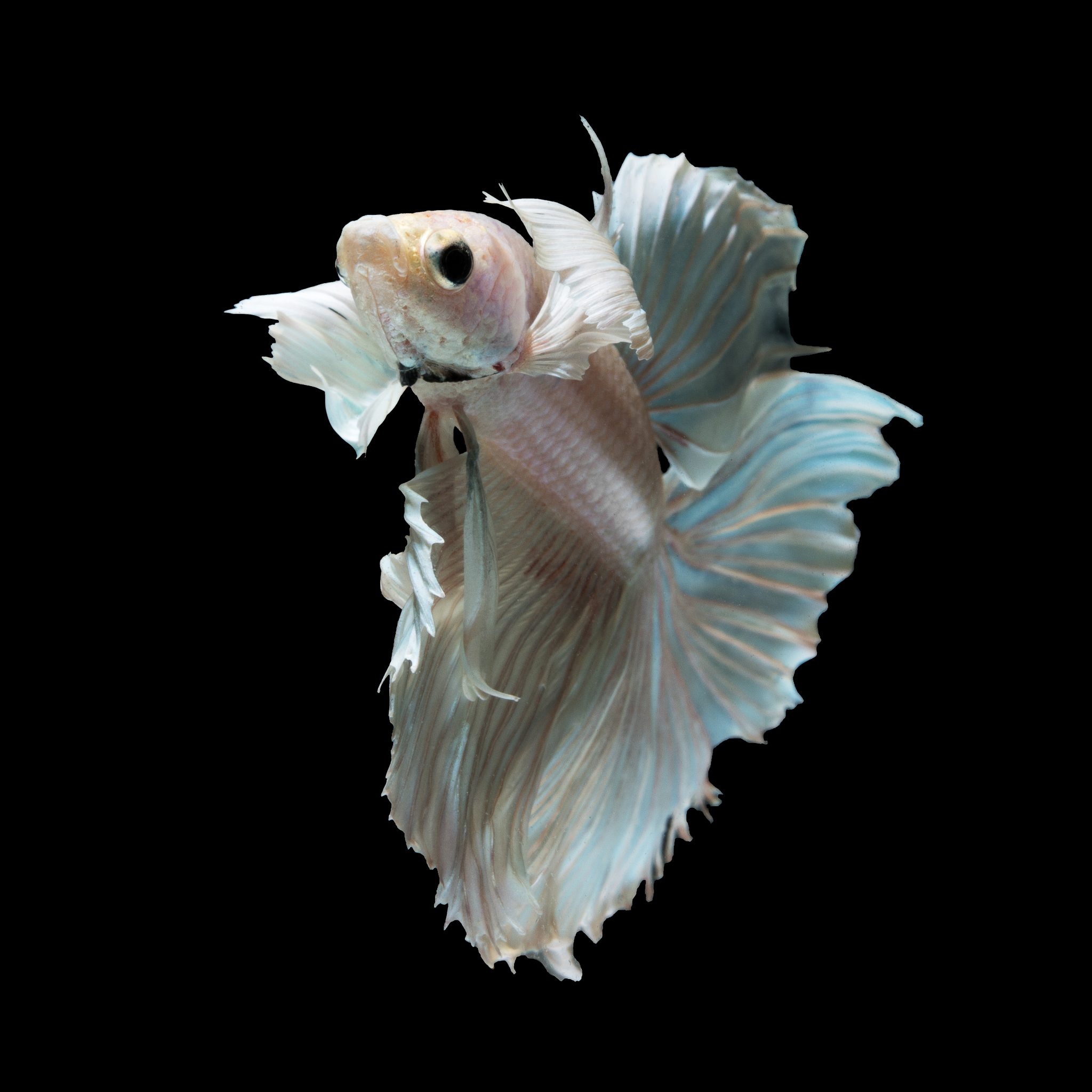 Why is my Betta Fish Bloated? Causes, Symptoms, and Prevention